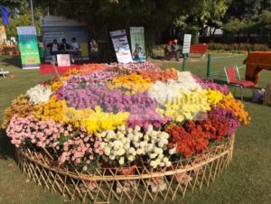 Chrysanthemum Chandigarh guldaudi 2019 show phots and varieties photos ...