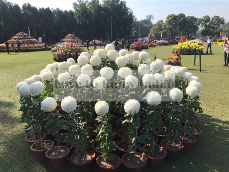 Chrysanthemum Chandigarh guldaudi 2019 show phots and varieties photos ...