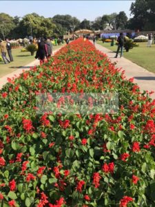 Chrysanthemum Chandigarh guldaudi 2019 show phots and varieties photos ...